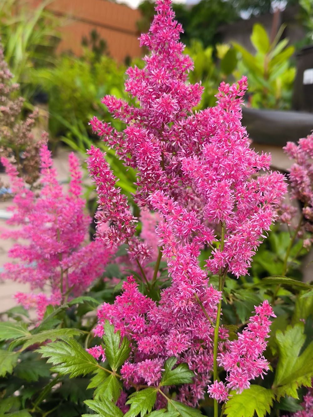 Астильба японская "Mainz" | Euro-plant