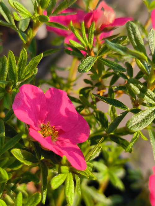 Лапчатка кустарниковая "Bellissima" | Euro-plant
