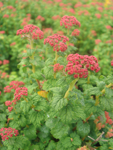 Спирея японская "Буллата" | Euro-plant